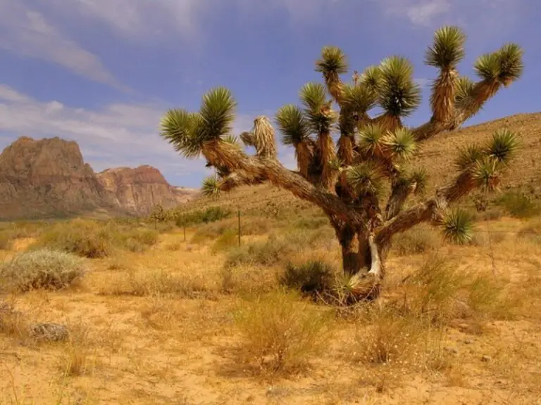 Joshua Tree: Spiritual Meaning, Significance, and More!